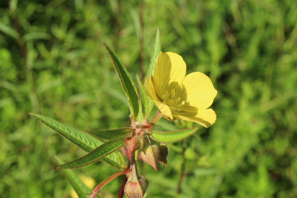 Mexican Primrose-willow from Malinalco, State of Mexico, Mexico on ...