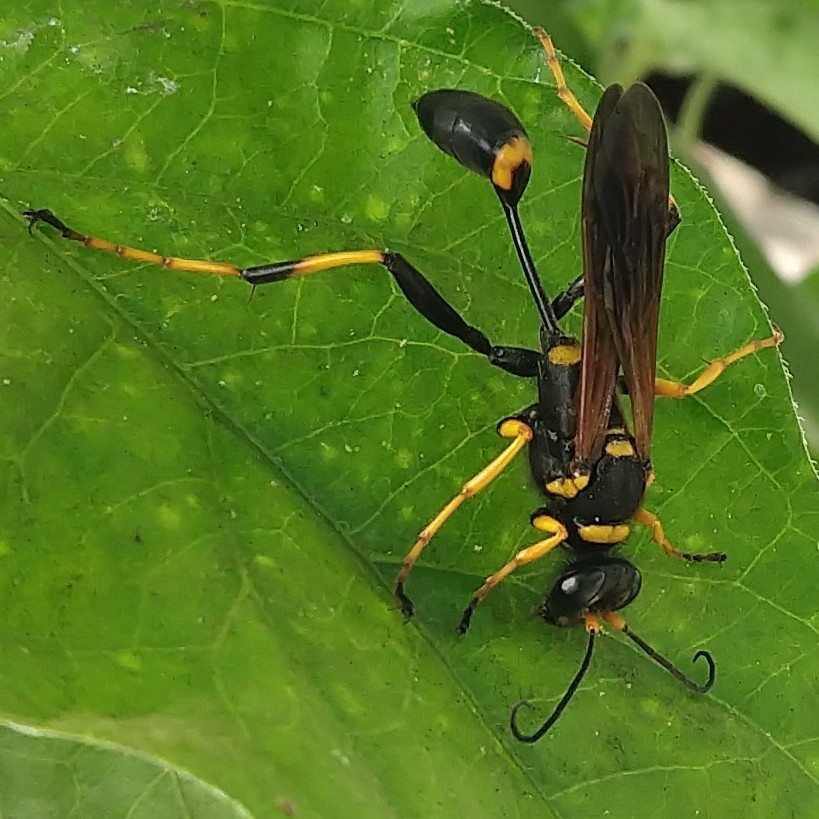 Yellow-legged Mud-dauber Wasp from Windsor Forest, Savannah, GA, USA on ...