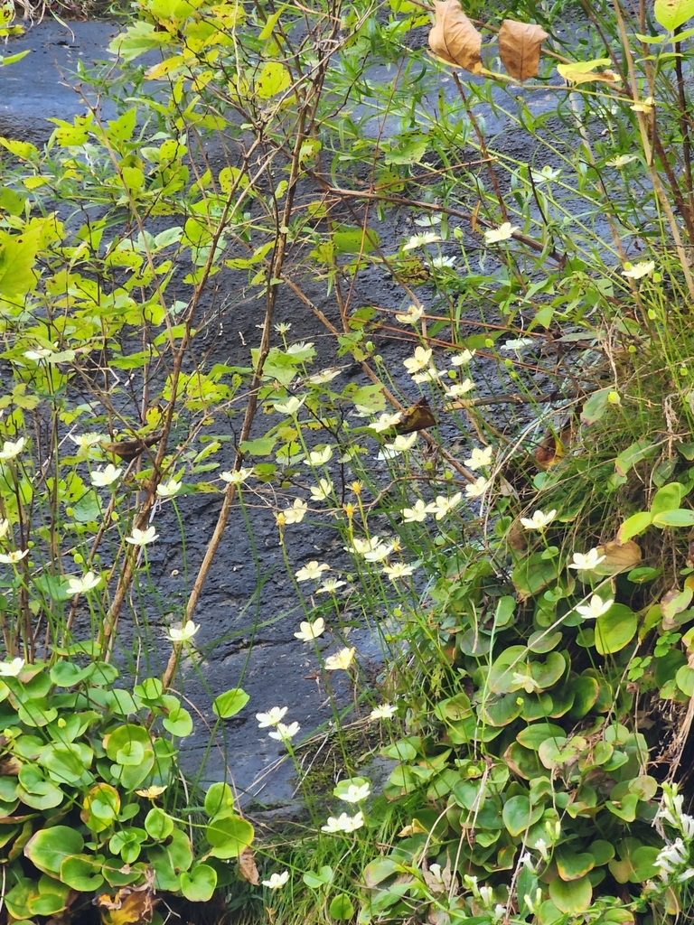 bigleaf grass-of-parnassus in September 2024 by Travis Neal ...