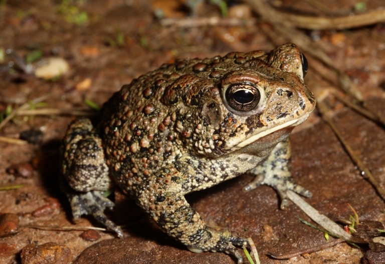 Houston Toad in March 2010 by Toby Hibbitts. Texas, Leon County ...