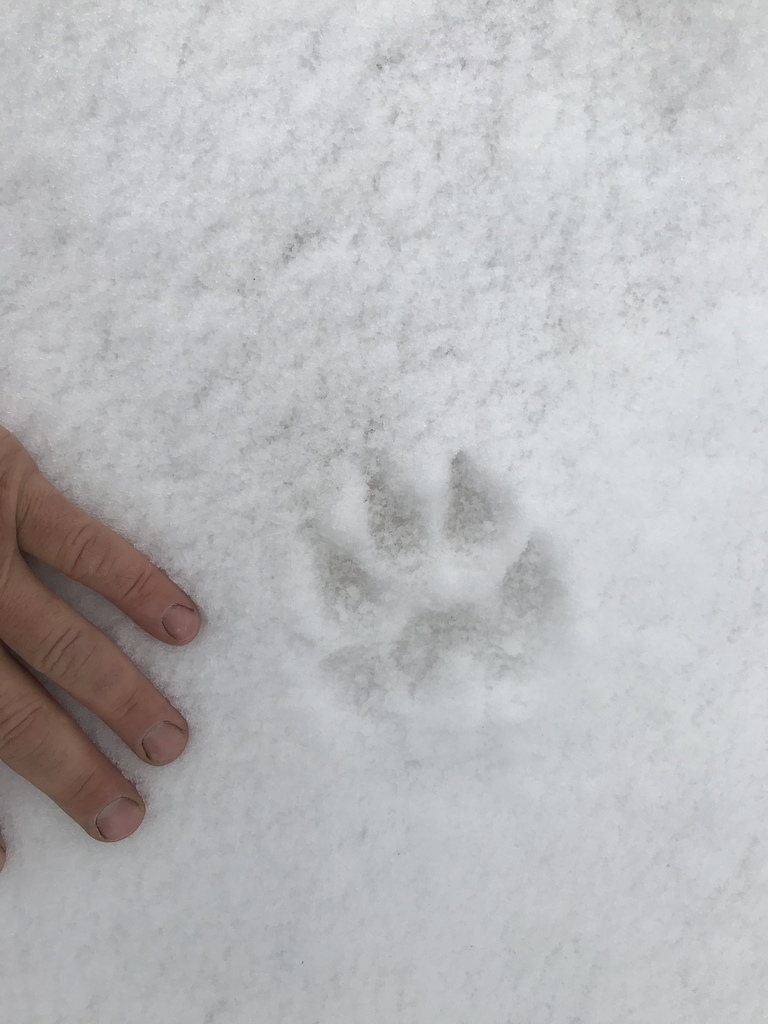Wolverine from Mount Rainier National Park, Ashford, WA, US on June 28 ...