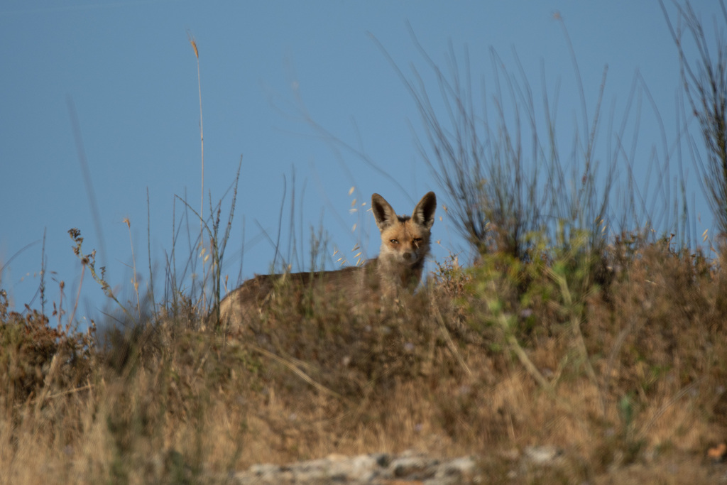 Red Fox from Al Majd, Amman, Jordan on June 19, 2024 at 11:40 PM by ...