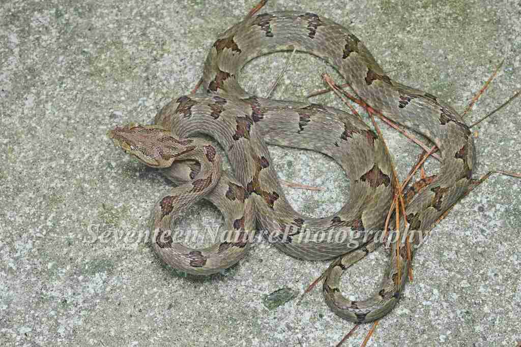 Protobothrops dabieshanensis in September 2024 by Shi Qi · iNaturalist