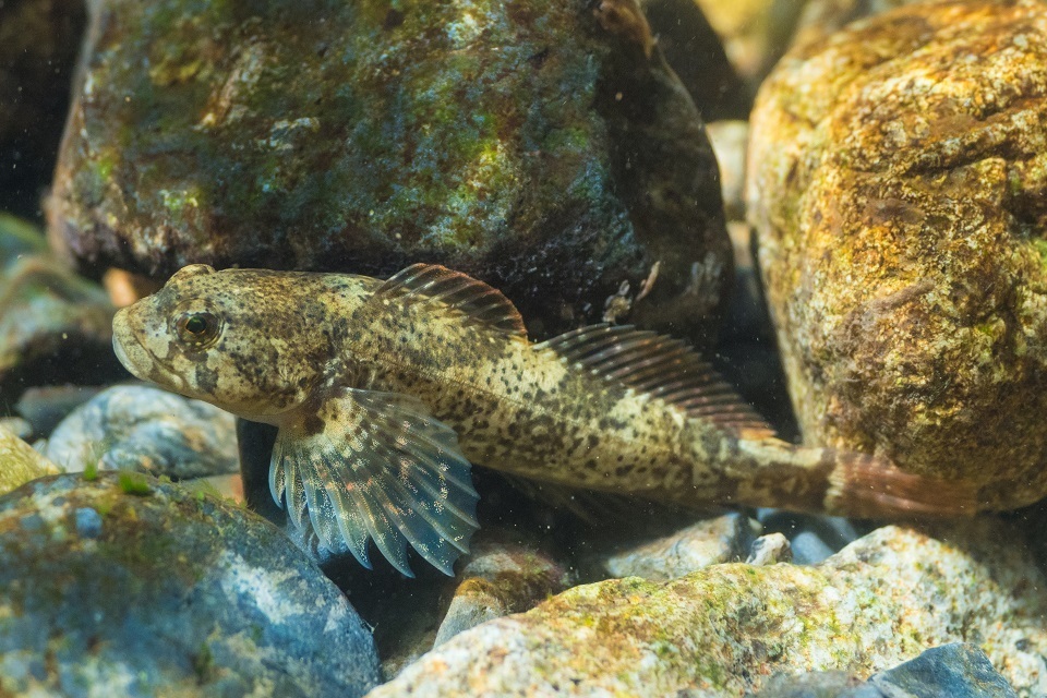 Japanese Fluvial Sculpin in July 2024 by Shigefumi KANAO · iNaturalist
