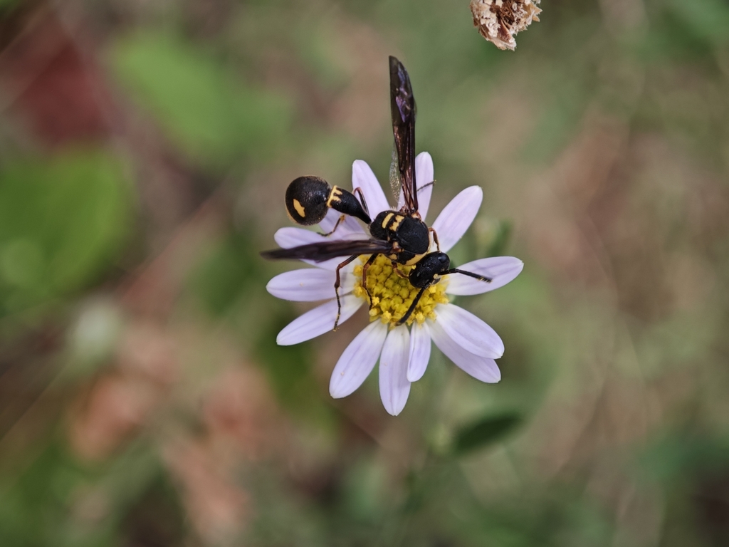 Eumenes labiatus from 珞珈山 on September 19, 2024 at 03:11 PM by ...