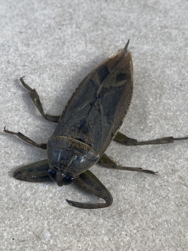 African Giant Water Bug from Makongoro Road, Mwanza, Ilemela, TZ on ...