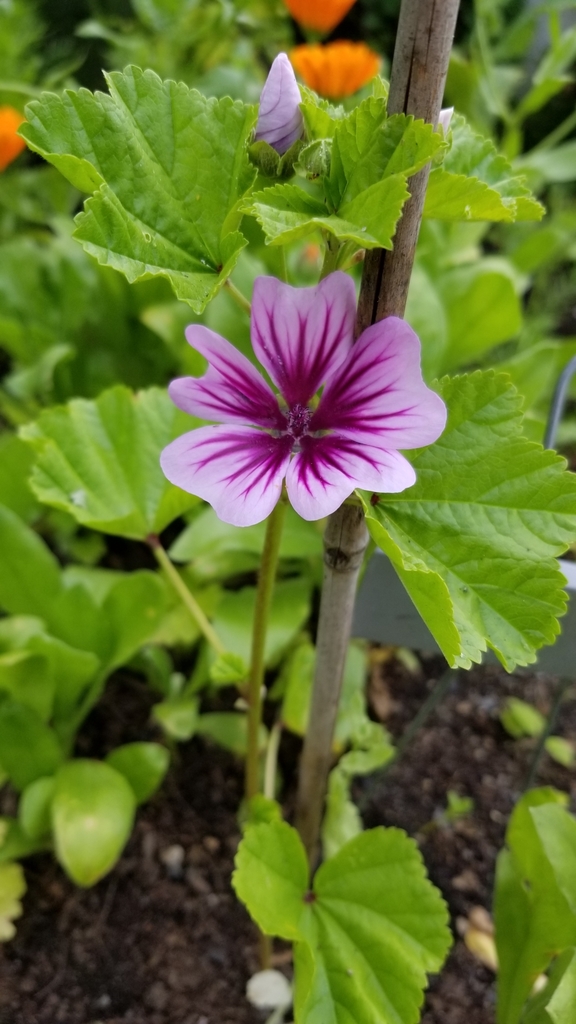 Common Mallow from Westbound Crescent Rd @ 13700 Block, Surrey, BC V4P 1J4, Canada on June 29 ...