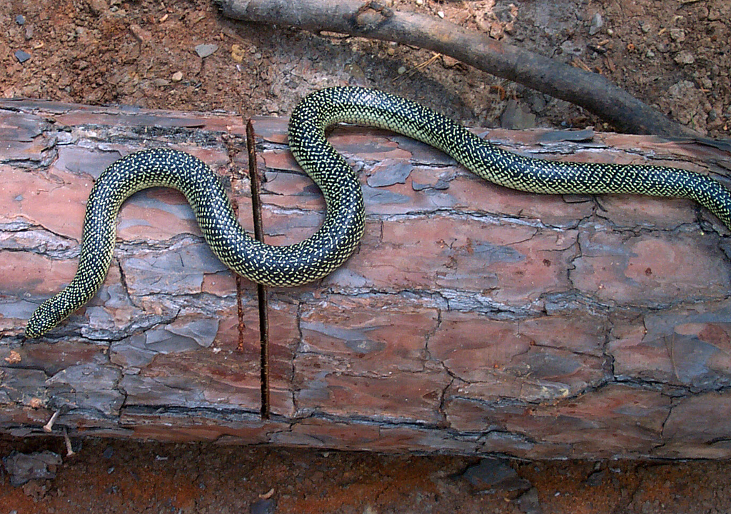 Speckled Kingsnake from Kisatchie National Forest, H, LA 71433, USA on ...