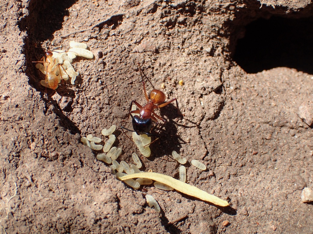 Camponotus ocreatus from Bavispe Municipality, Sonora, Mexico on ...
