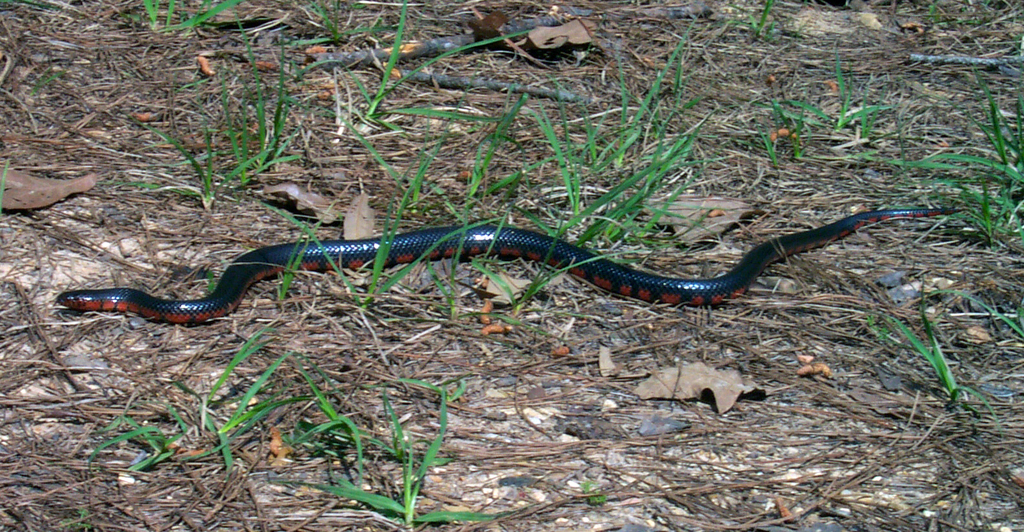 Western Mudsnake from Kisatchie National Forest, H, LA 71433, USA on ...