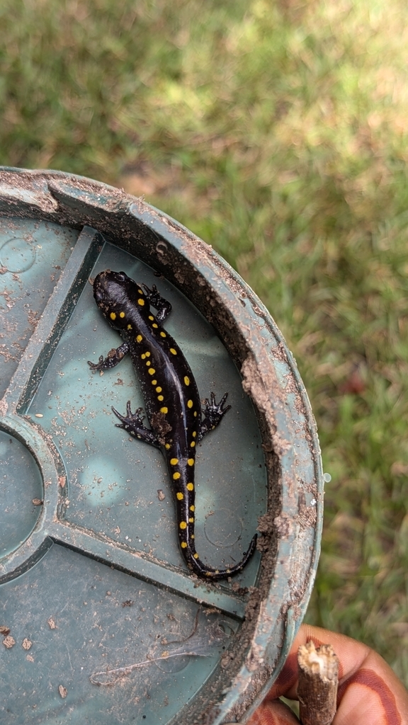 Spotted Salamander from Durham, NC 27712, USA on September 18, 2024 at ...