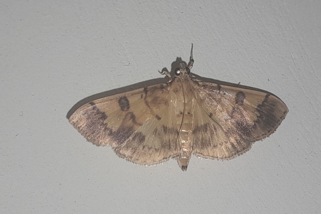 Patania iopasalis from 58GX+9QJ, Kamrang, Sikkim 737121, India on ...