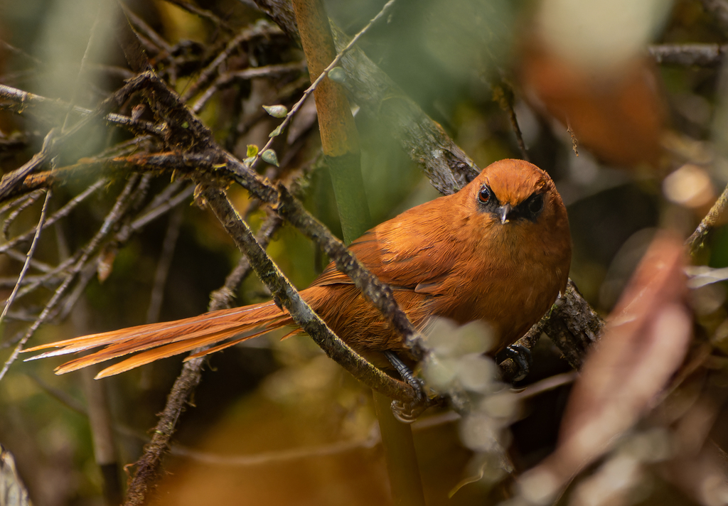 Rufous Spinetail from Isnos, Huila, Colombia on May 11, 2024 at 01:41 ...