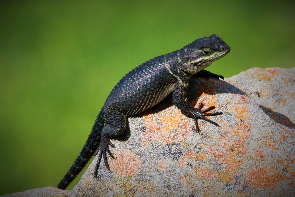 Minor Lizard from Miquihuana, Tamps., México on June 26, 2019 at 11:40 ...