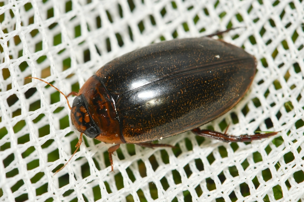 Rhantus from A home in Frankston VIC 3199, Australia on September 23 ...