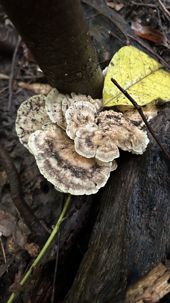 Black-staining Polypore from Creve Coeur Park, Maryland Heights, MO, US ...