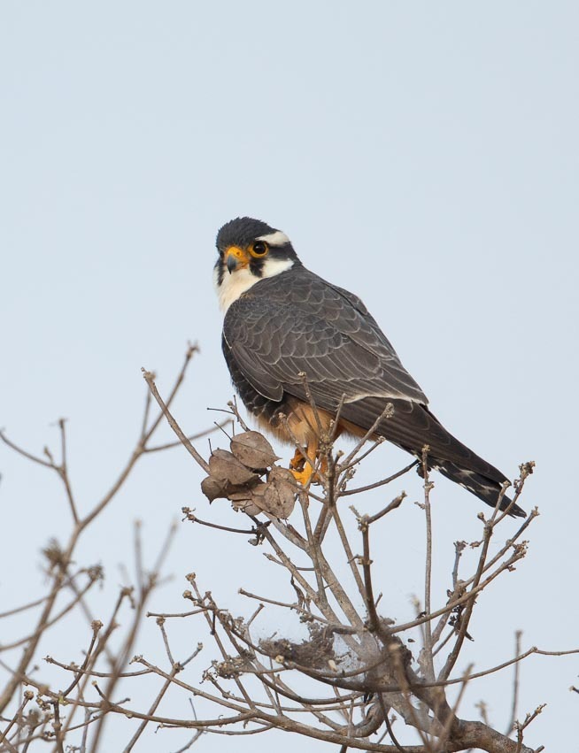 Aplomado Falcon from Poconé - State of Mato Grosso, 78175-000, Brazil ...