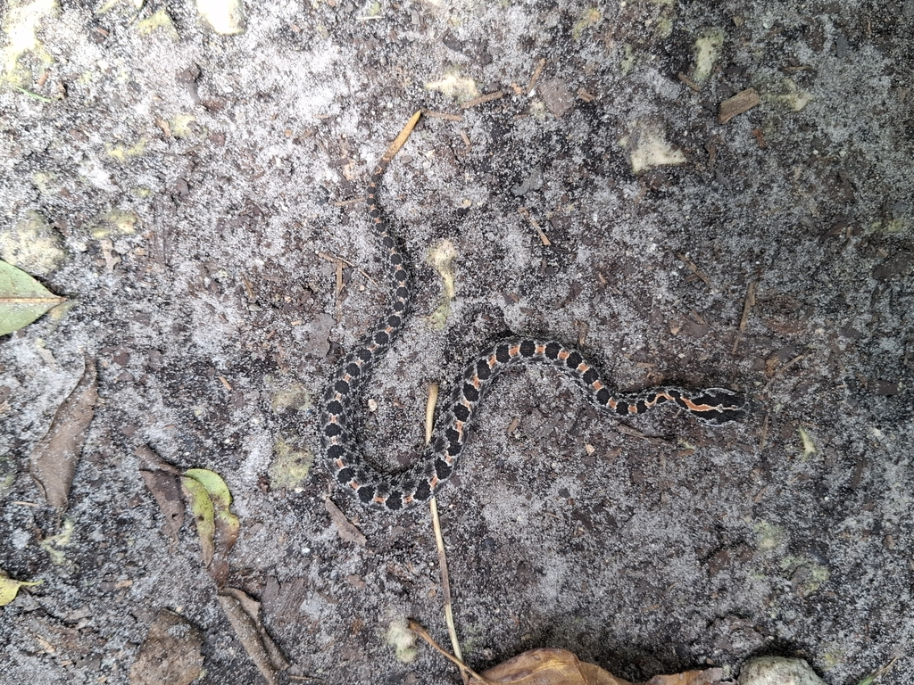 Dusky Pygmy Rattlesnake from Sanford, Florida 32771, EE. UU. on ...