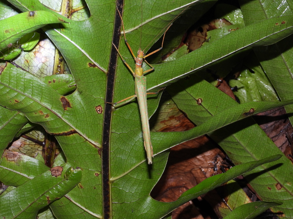 Calvisia from Kinabalu Park, Ranau, Sabah, Malaysia on September 20 ...