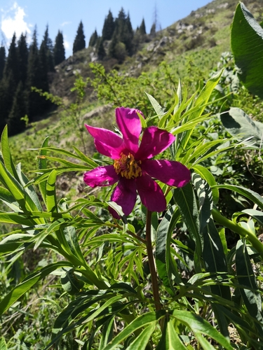 Variety Paeonia anomala intermedia · iNaturalist