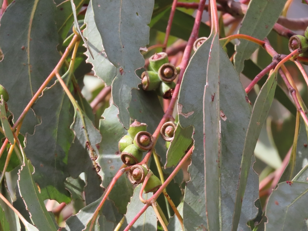 Long-leaved Box from Gower VIC 3463, Australia on September 22, 2024 at ...