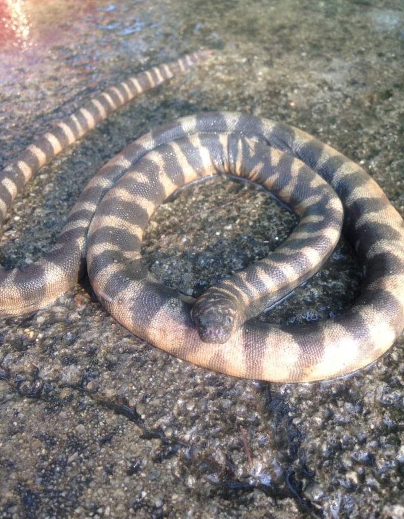 Little File Snake from สงขลา on September 19, 2024 at 07:25 PM by วัลล ...