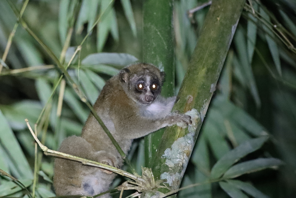 Sunda Slow Loris in February 2023 by Denis · iNaturalist