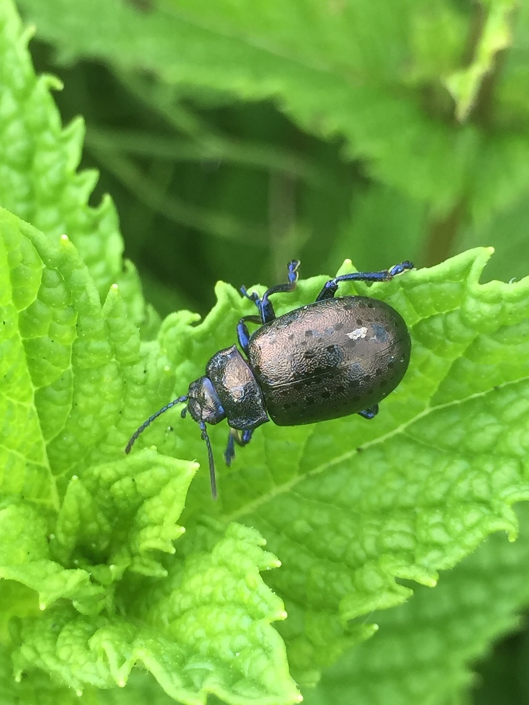 Chrysolina exanthematica from 市北67, 樺戸郡月形町, 北海道, JP on June 30, 2019 at ...