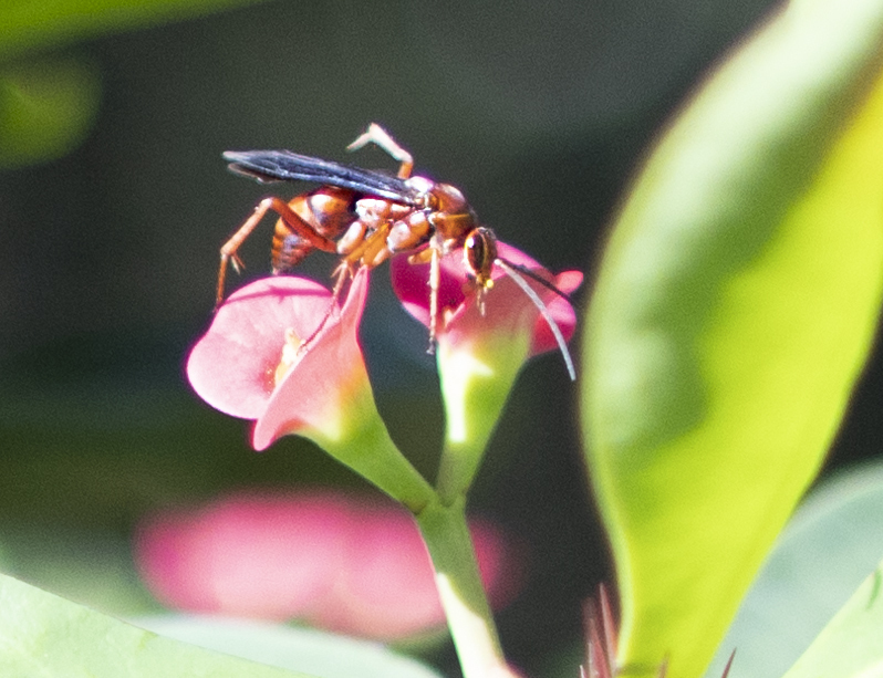 Rusty Spider Wasp in September 2024 by Wanda Smith. It quivers its ...