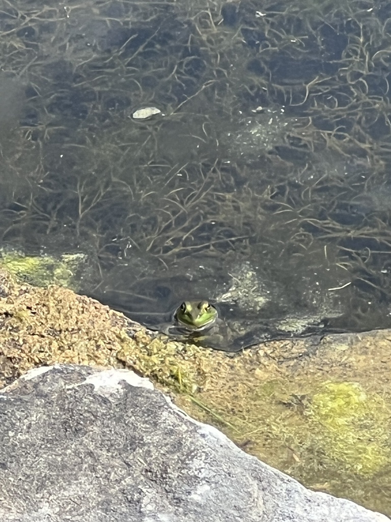 American Bullfrog from Little River Canyon Center, Fort Payne, AL, US ...