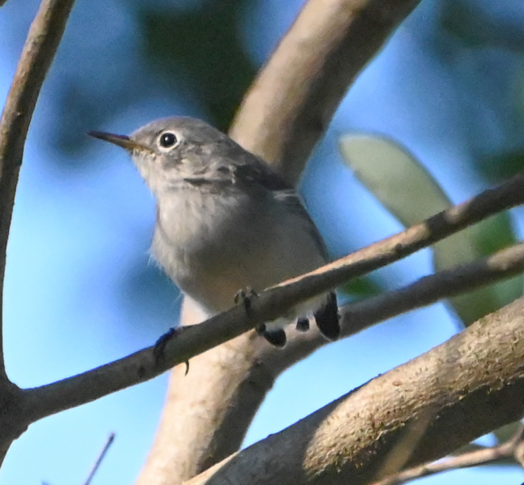 Blue-gray Gnatcatcher from East Fort Lauderdale, Fort Lauderdale, FL ...