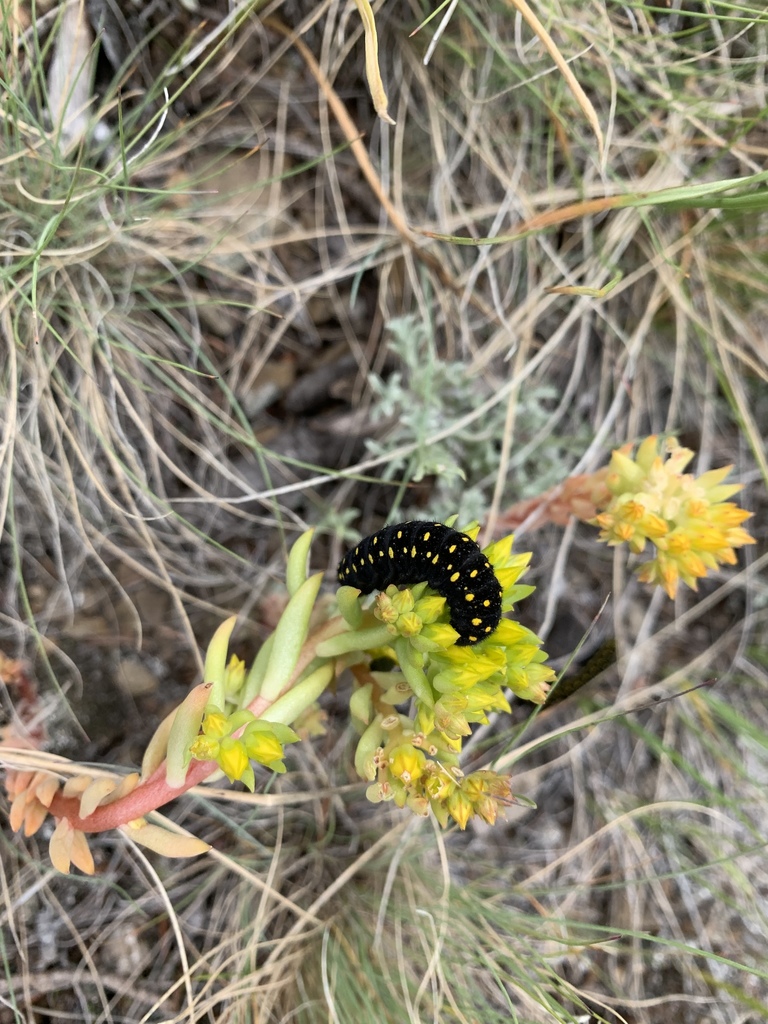 Rocky Mountain Parnassian in June 2019 by naeuca · iNaturalist
