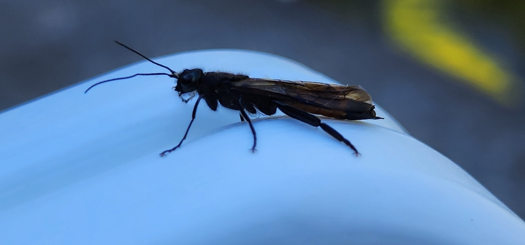 Horntails from Dunsmuir, CA, USA on September 22, 2024 at 12:15 PM by ...