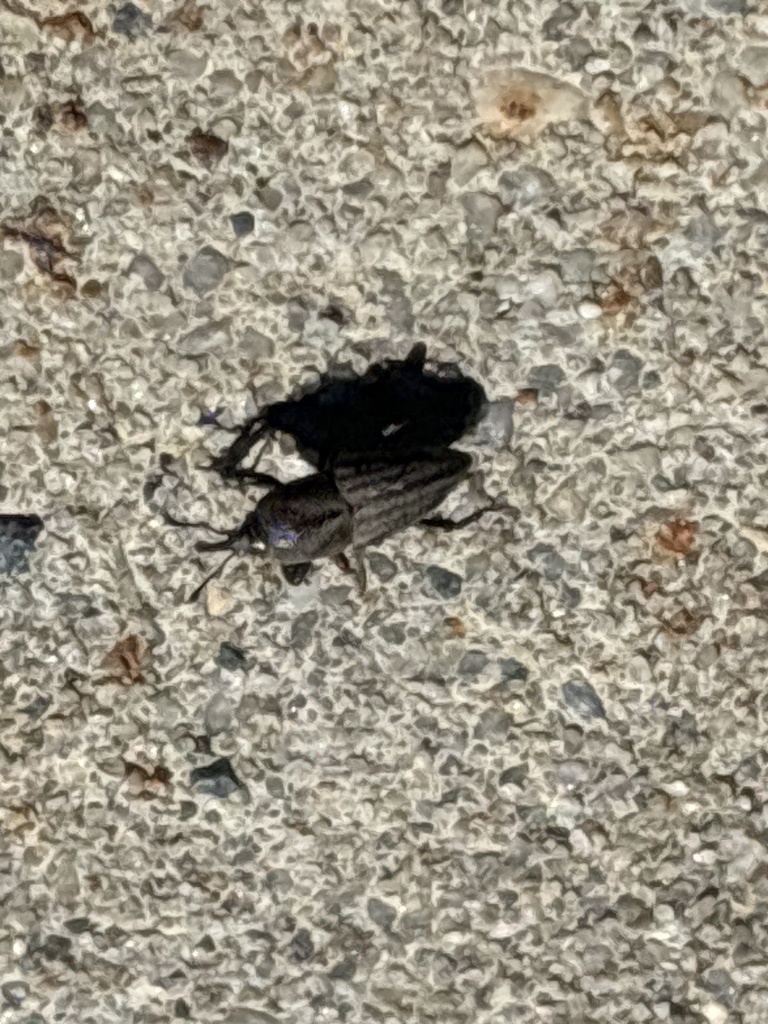 Bluegrass Billbug from W Mutton Hollow Rd, Kaysville, UT, US on ...