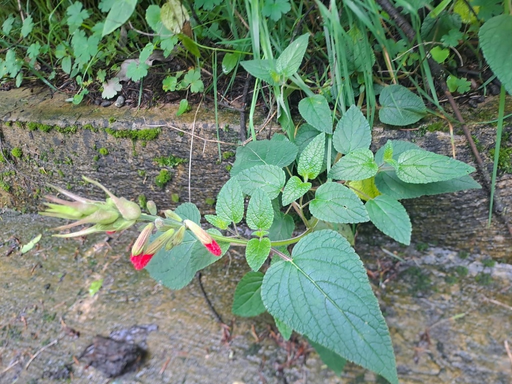 Cardinal Sage from Prepa Ibero, Lerma, Edo. Méx., MX on September 23 ...