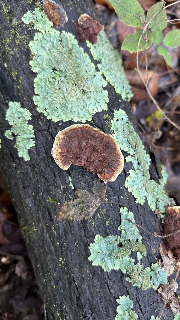 Mustard Yellow Polypore from Cuivre River State Park, Troy, MO, US on ...