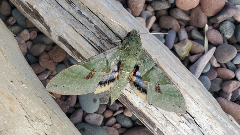 Gaudy Sphinx from Lake County, US-MN, US on September 24, 2024 at 04:41 ...