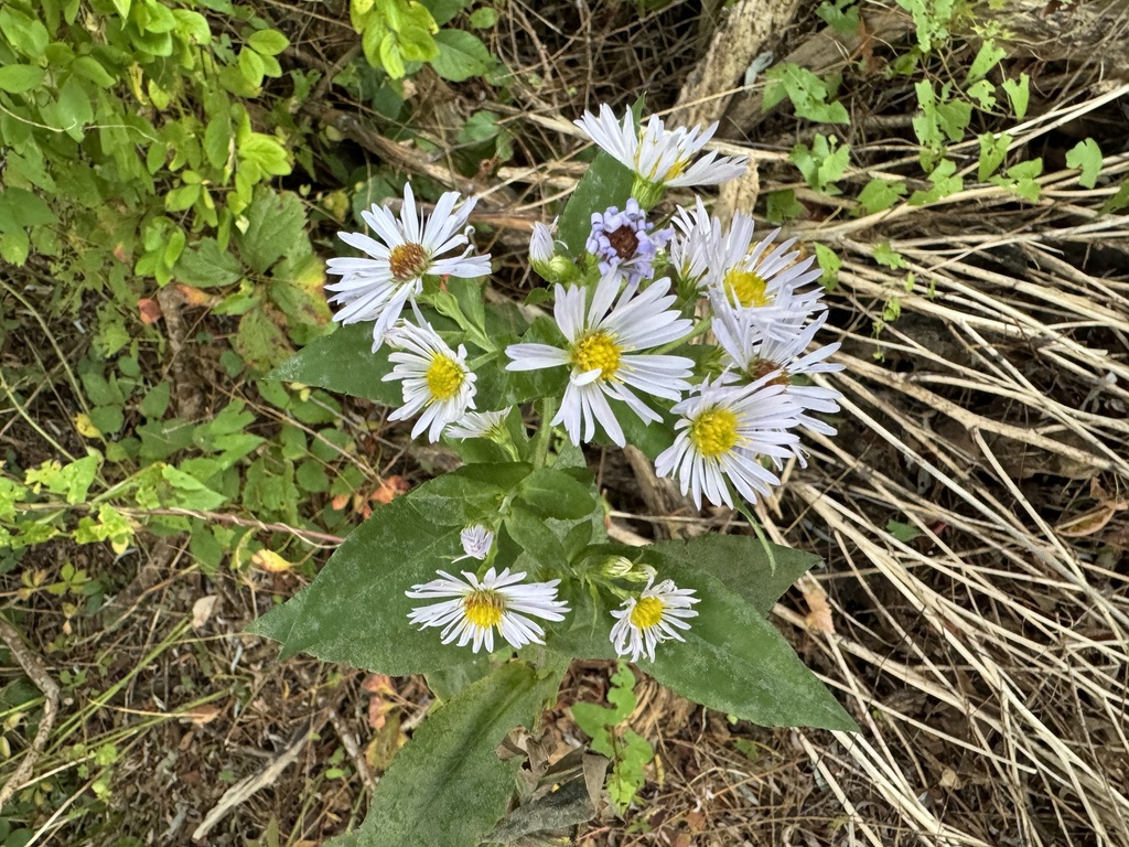 American asters from Cold Spring Park, Newton, MA, US on September 24 ...
