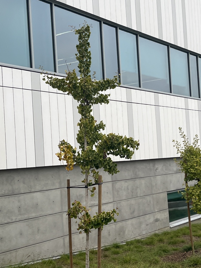 vascular plants from San Francisco State University, San Francisco, CA ...