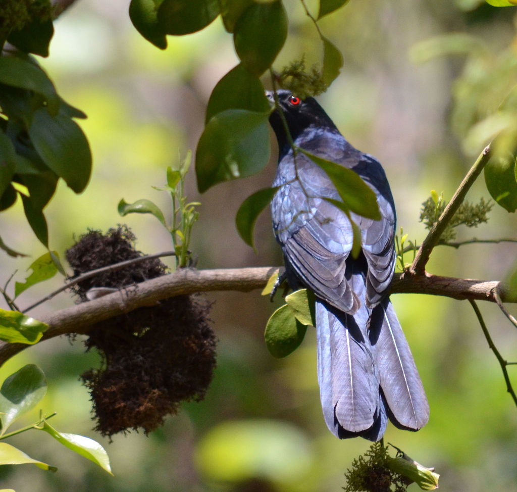 Pacific Koel from Bees Creek NT 0822, Australia on October 18, 2013 at ...