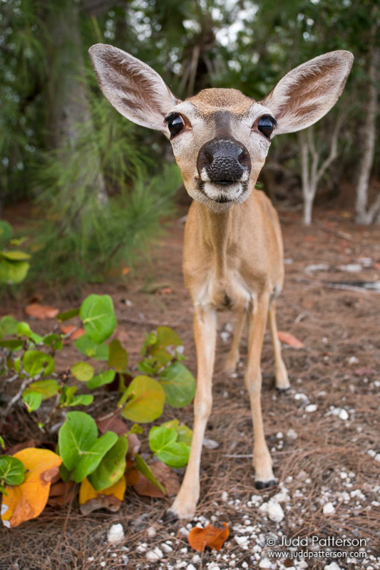 Key Deer in July 2008 by Judd Patterson · iNaturalist