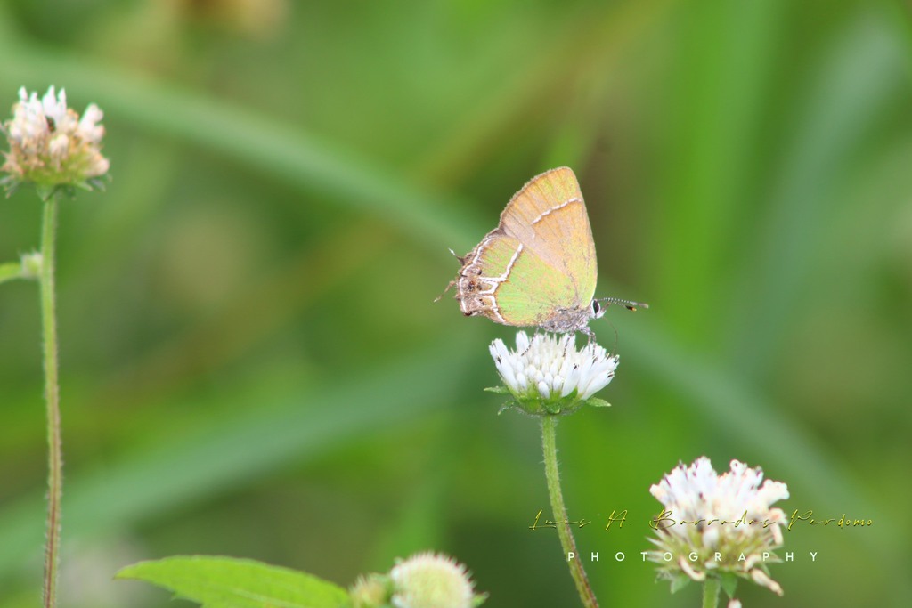 Callophrys xami xami from Xalapa-Enríquez, Ver., México on September 24 ...