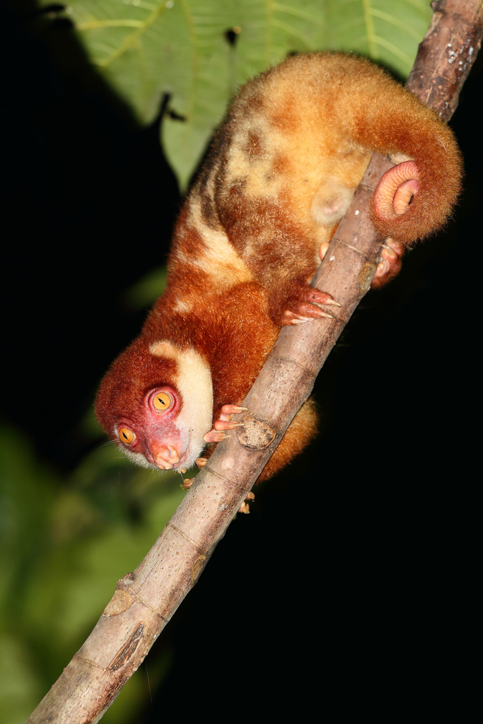Black-spotted Cuscus in June 2019 by Carlos N. G. Bocos · iNaturalist