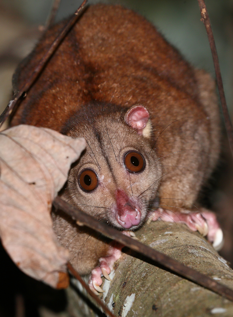 Northern Common Cuscus from Raja Ampat, Provincia de Papúa Occidental ...