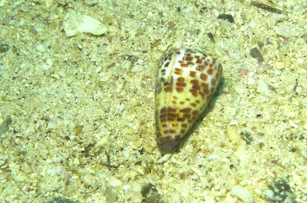 Conus edaphus from San Rafaelito on September 15, 2024 at 05:40 PM by ...