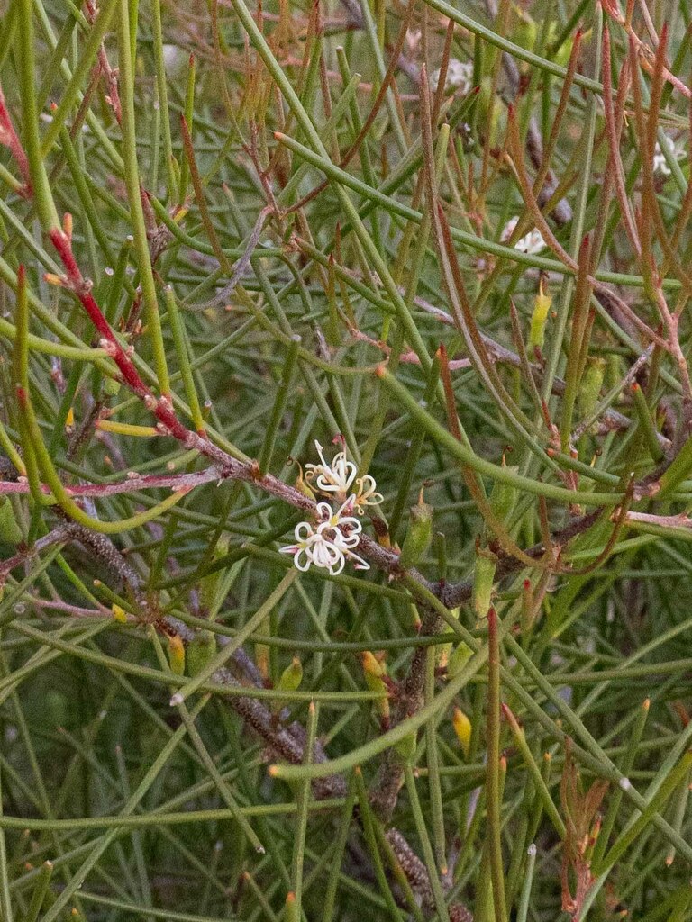 mulloway needle bush from Red Rock NSW 2456, Australia on September 21 ...