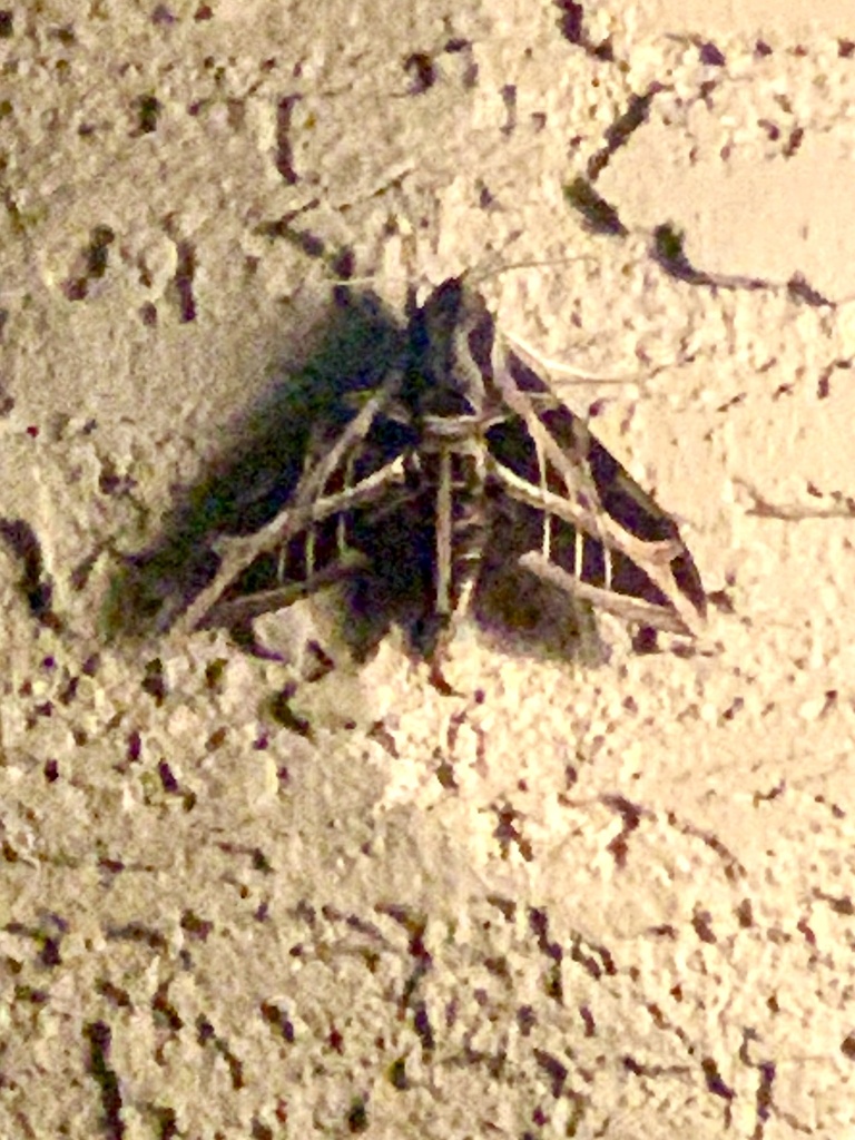 Vine Sphinx in September 2024 by bizzybree · iNaturalist