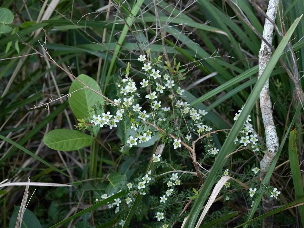 Tantoon from Red Rock NSW 2456, Australia on September 22, 2024 at 04: ...