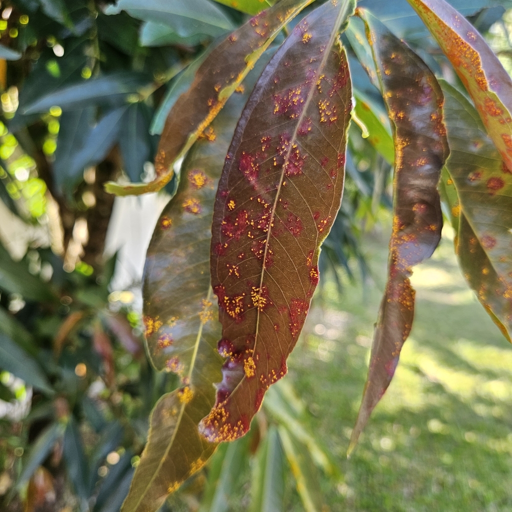 Myrtle Rust in September 2024 by Susan Nuske · iNaturalist