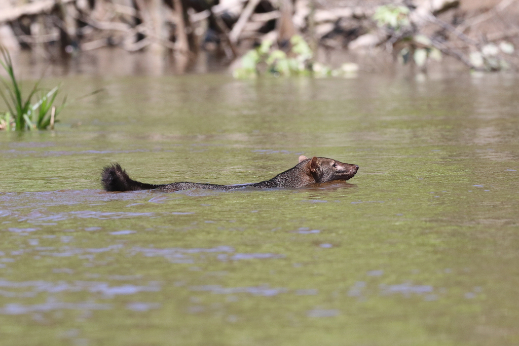 Short-eared Dog in August 2022 by Denis · iNaturalist